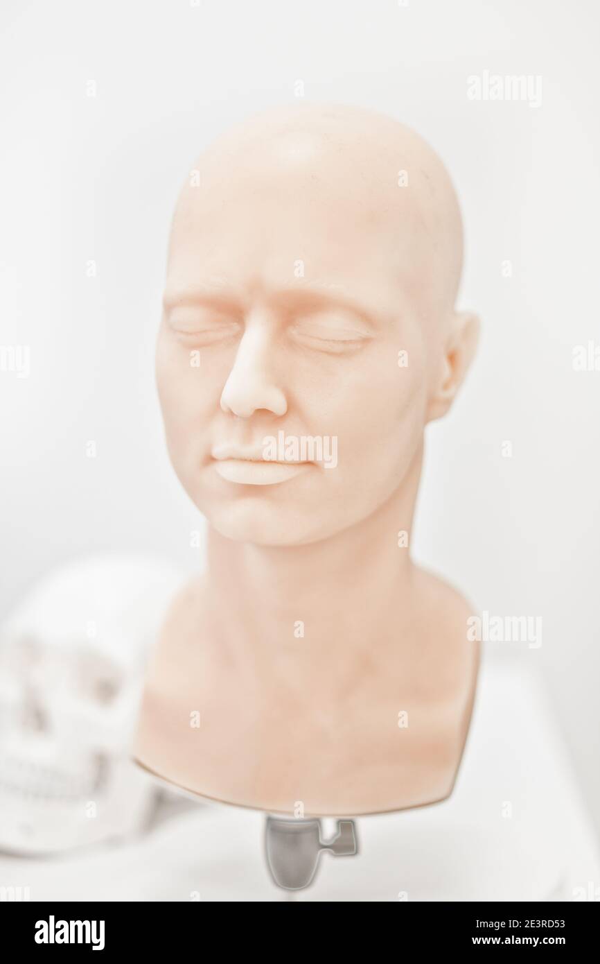 Human head anatomy model. Education, anthropology,science anatomy ...