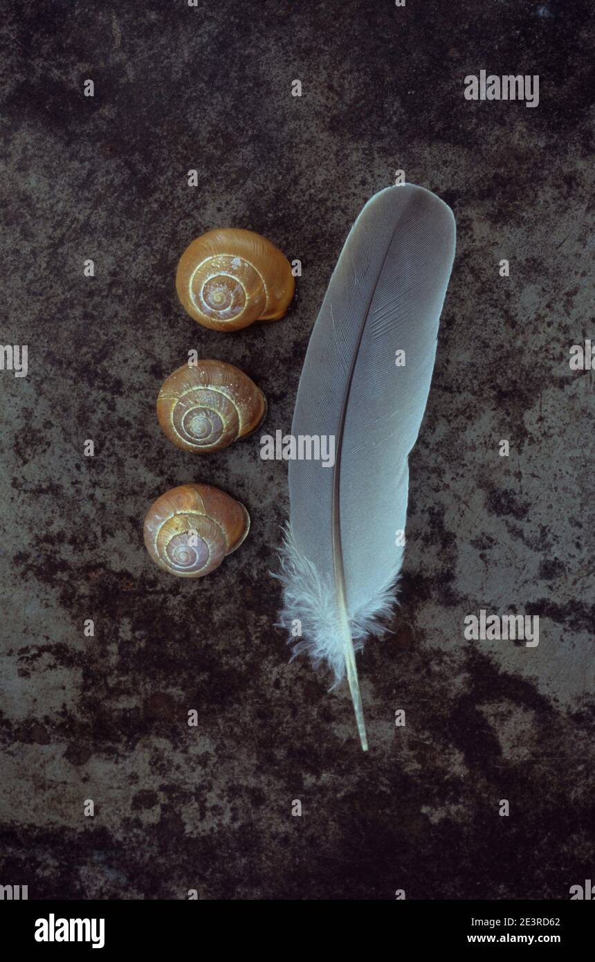 Three brown snail shells lying next to pigeon feather on tarnished tin ...