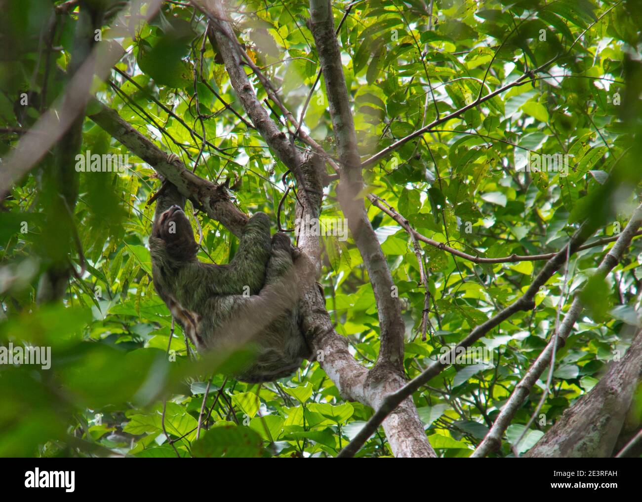 sloth climbing on a tree in costa rica Stock Photo - Alamy