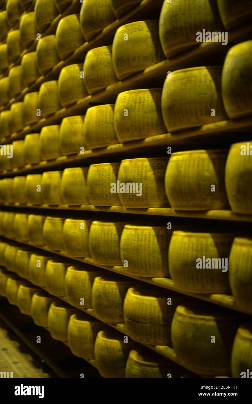 Parmesan cheese maturing, left to rest on wooden boards in the farm ...