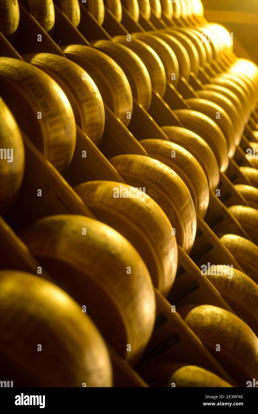 Parmesan cheese maturing, left to rest on wooden boards in the farm ...