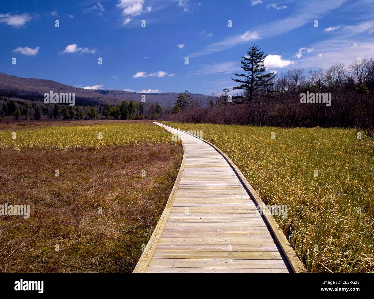 Cranberry glades botanical area hi-res stock photography and images - Alamy
