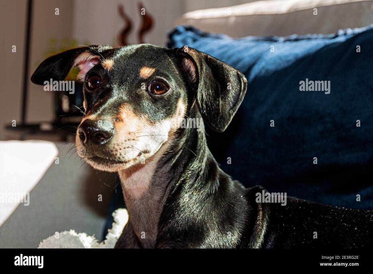 Cute little mutt dog standing on couch from a house in São Manuel. A ...