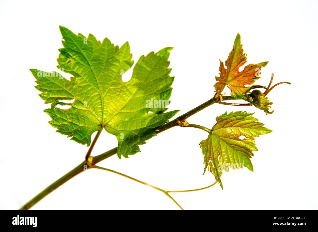 Close up fresh Green grape leaves isolated on white background. High ...