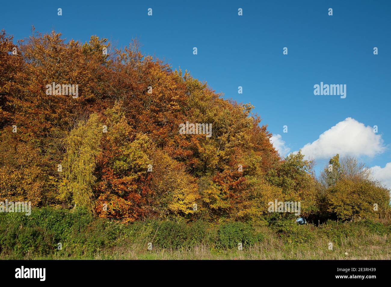 Wendover Dean, Aylesbury Vale, Buckinghamshire, UK. 26th October, 2020 ...