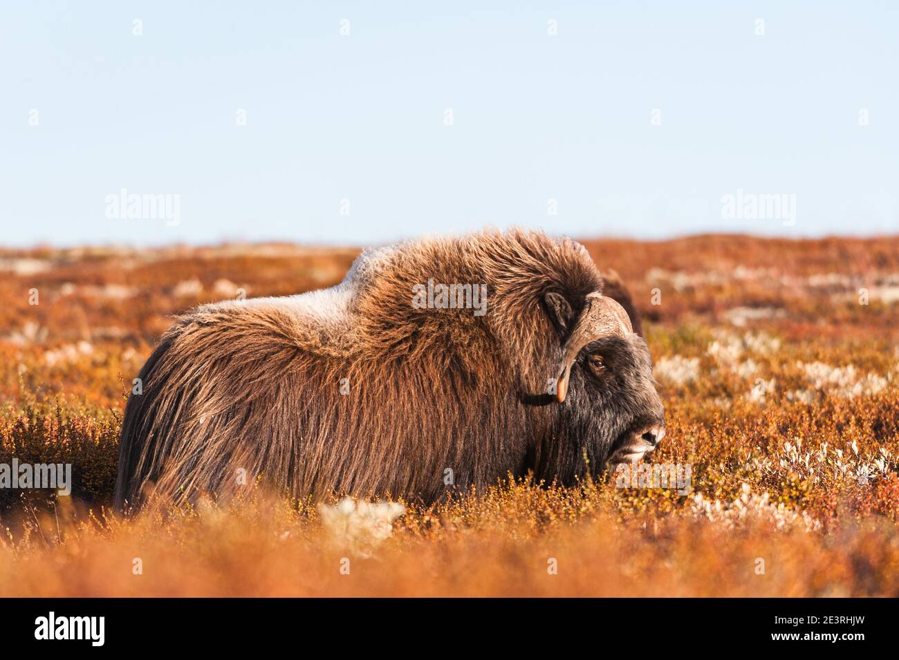 Musk ox on mountain, Norway Stock Photo - Alamy