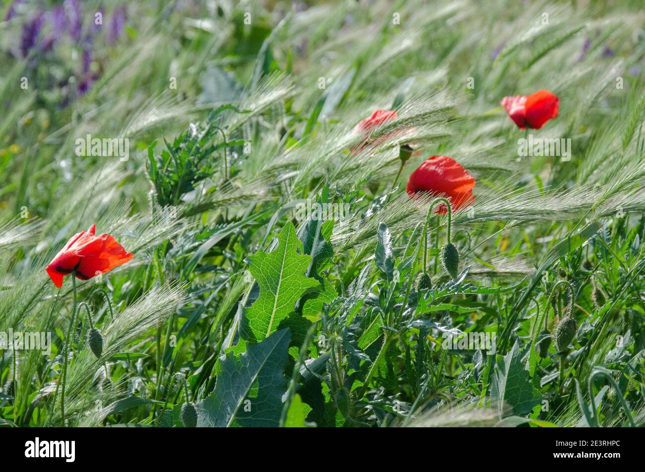 Spring among fields red poppies hi-res stock photography and images - Alamy