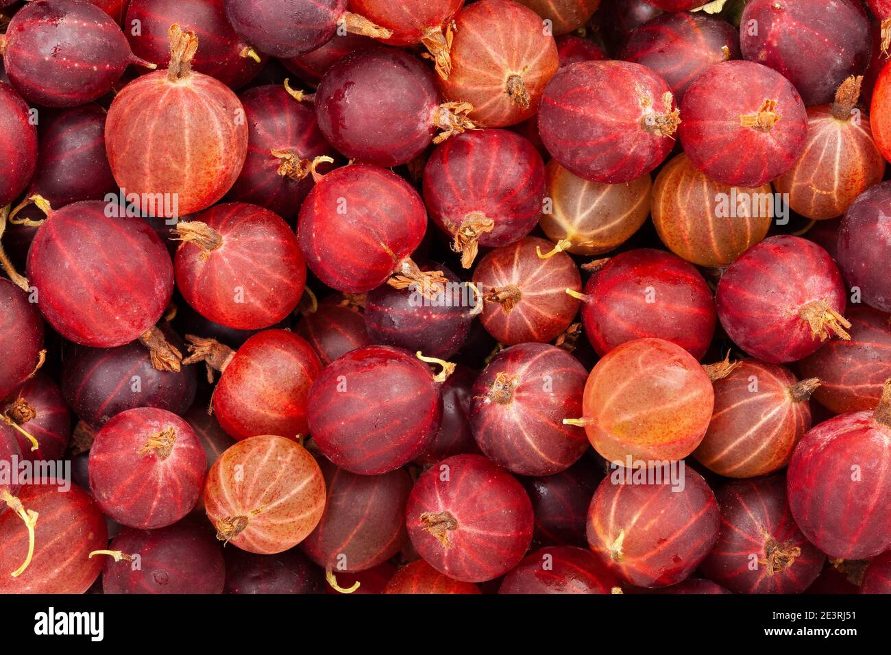 Raw gooseberry hi-res stock photography and images - Alamy