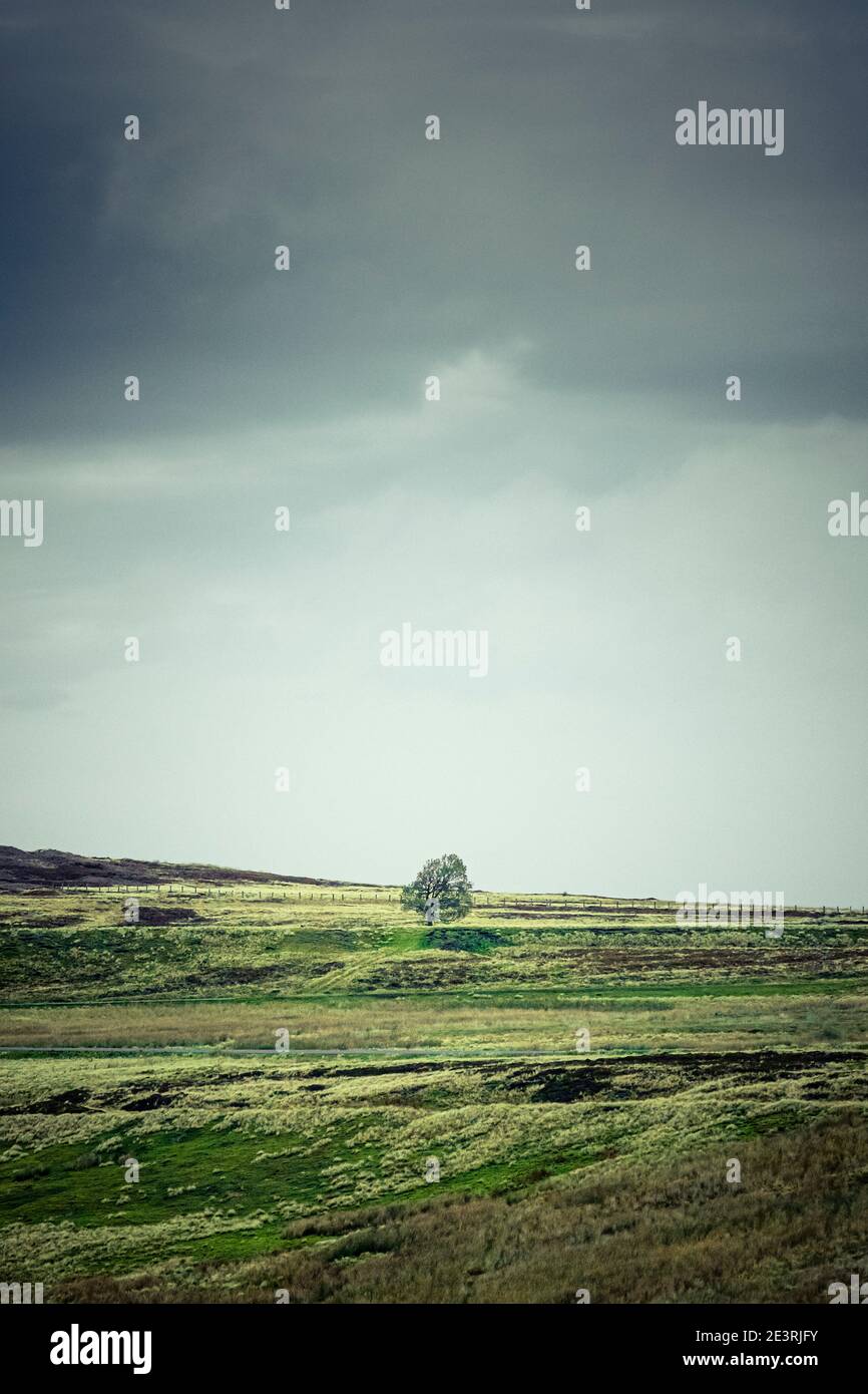 Alone tree on moor hi-res stock photography and images - Alamy