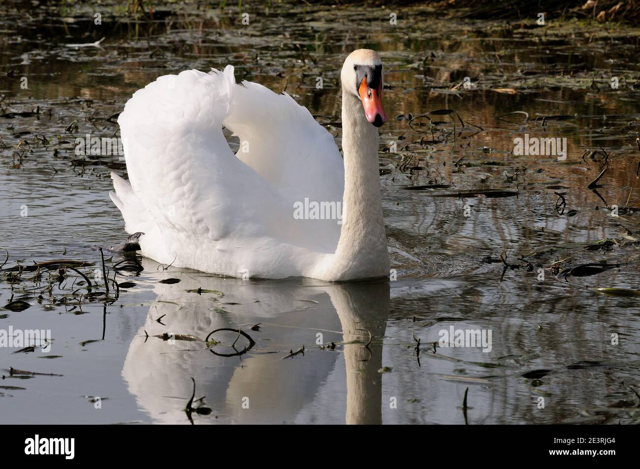 Curled wings hi-res stock photography and images - Alamy