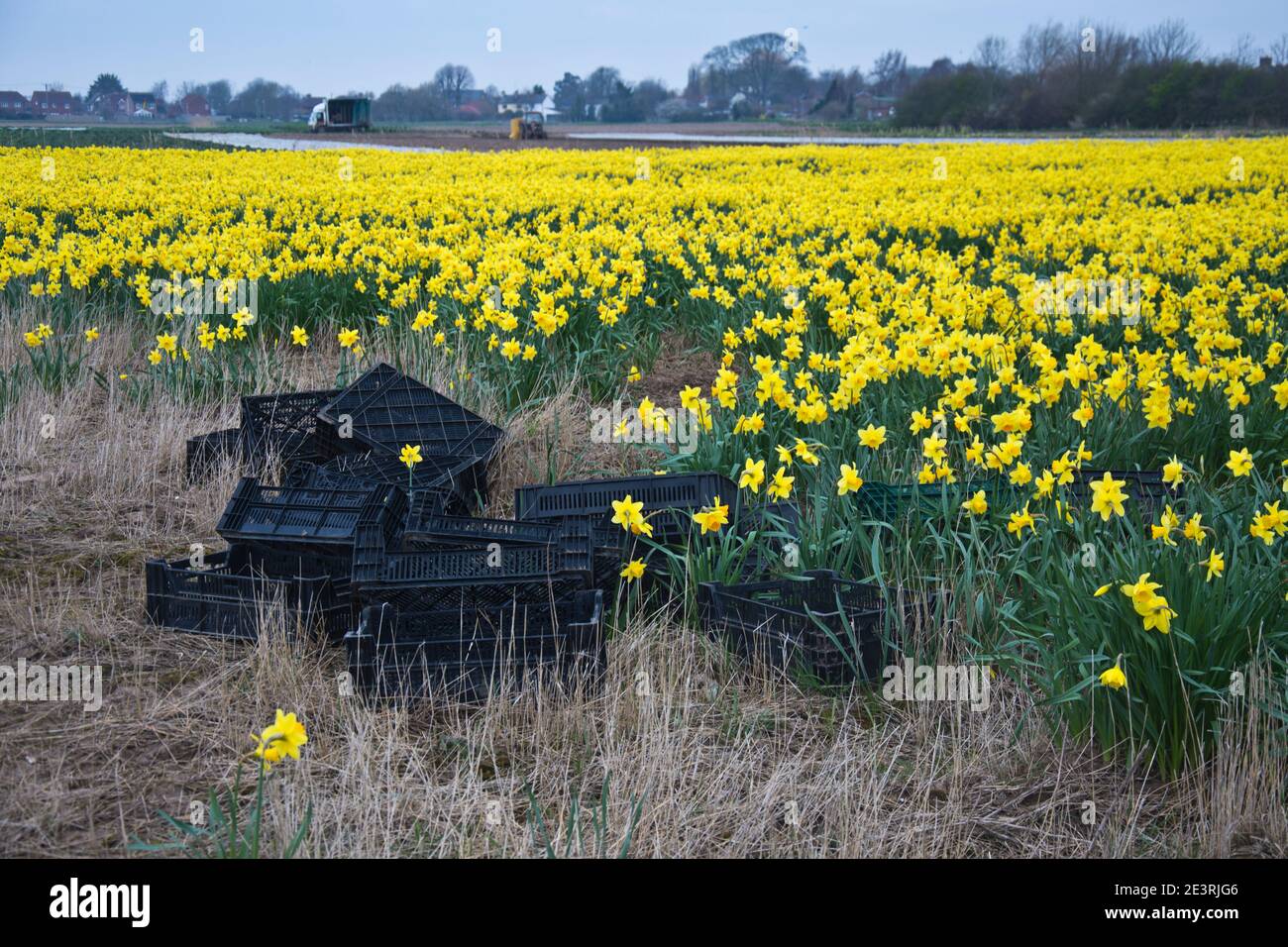 Fenland field lincolnshire fens hi-res stock photography and images - Alamy