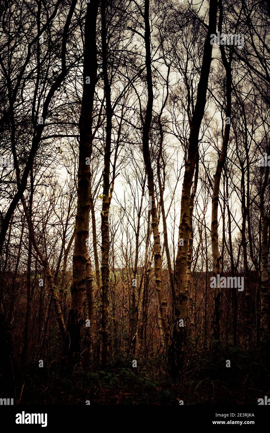 Sinister bare tree trunks in dark woodland Stock Photo - Alamy