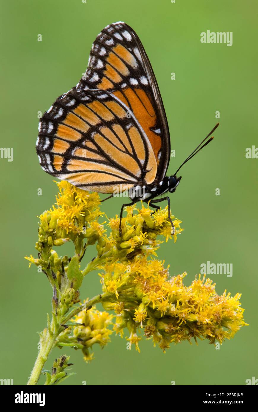 Viceroy butterfly hi-res stock photography and images - Alamy