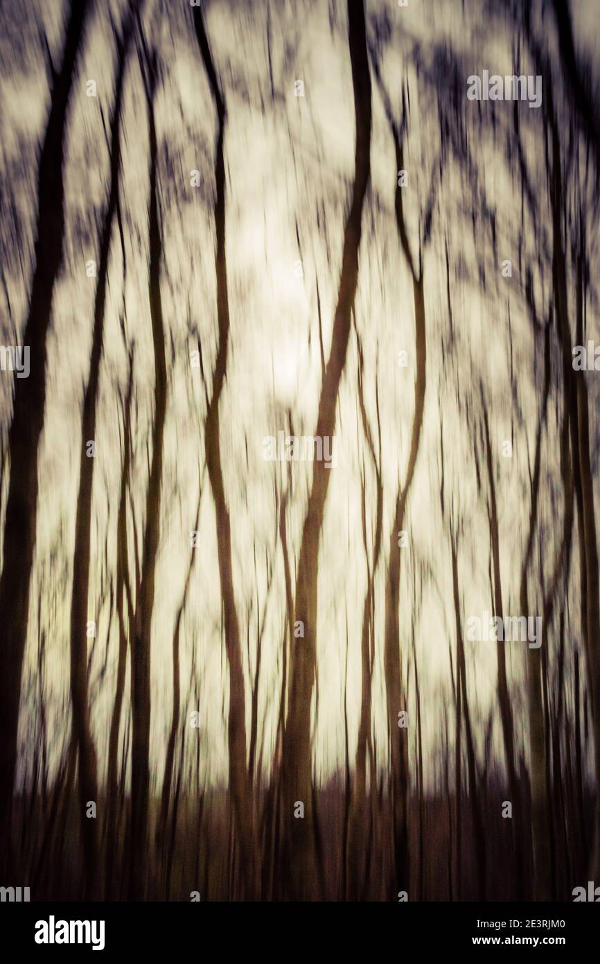 Sinister bare tree trunks in dark woodland Stock Photo - Alamy