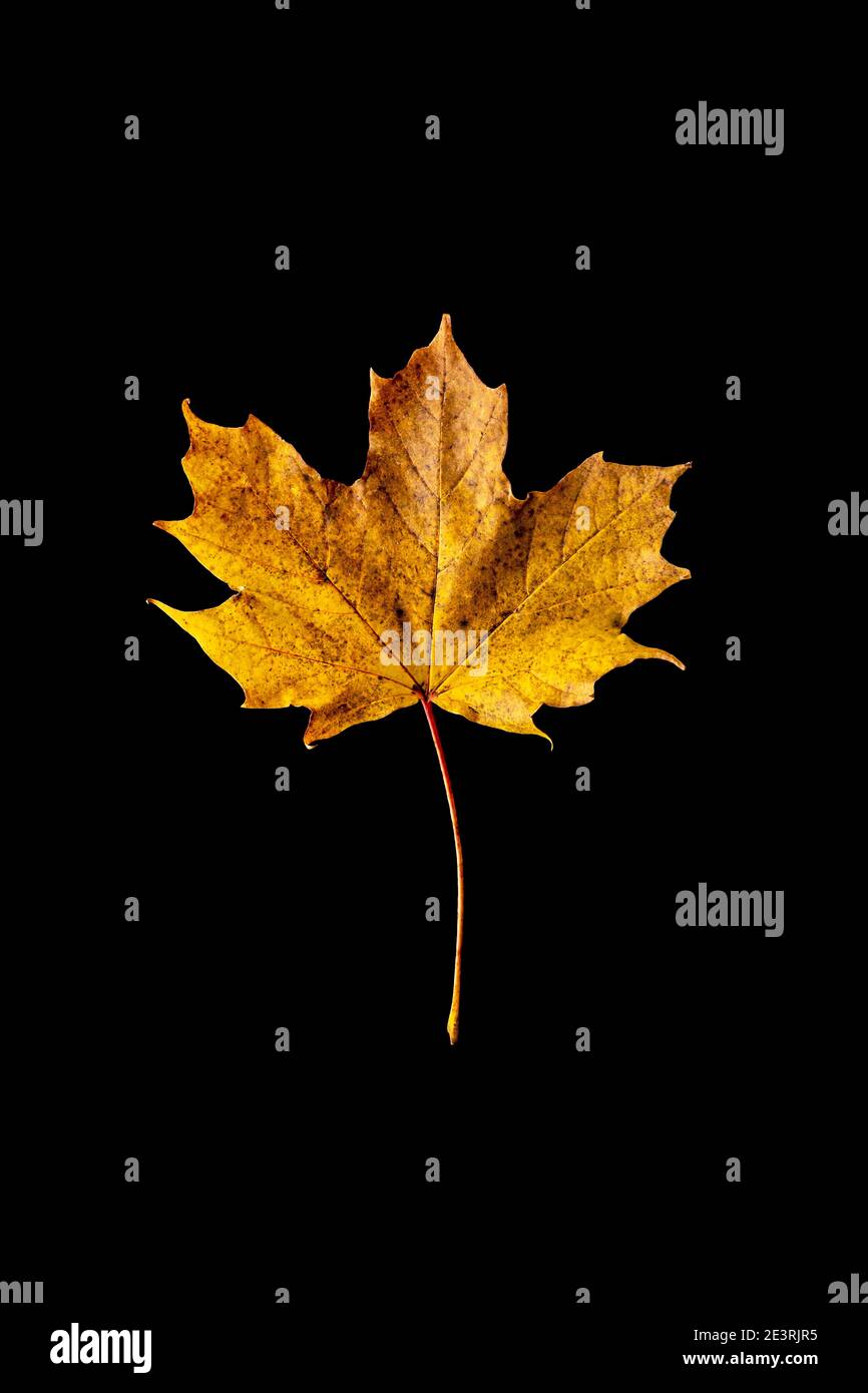 Maple sycamore hi-res stock photography and images - Alamy