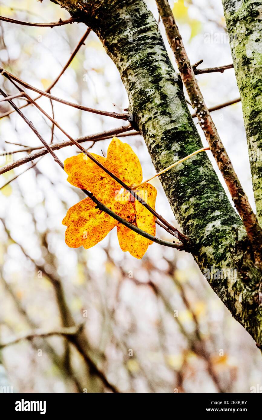 Sycamore maple leaf hi-res stock photography and images - Alamy