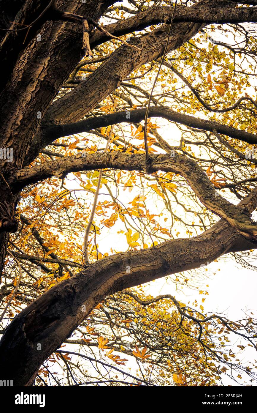 Sycamore tree in autumn hi-res stock photography and images - Alamy