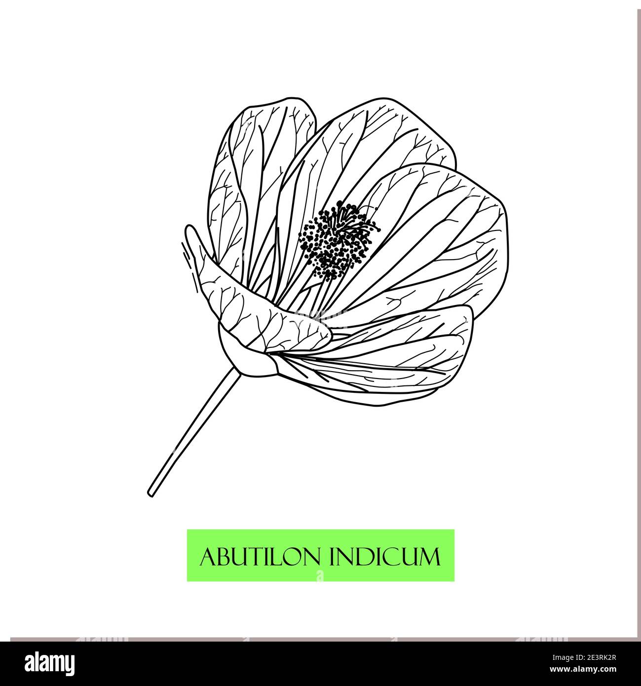Abutilon indicum, climbing bush, Chinese medicinal plants. medicinal ...