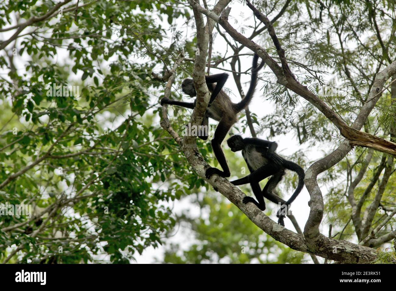 Tikal National Park, Guatemala, Central America: spider monkeys Stock ...