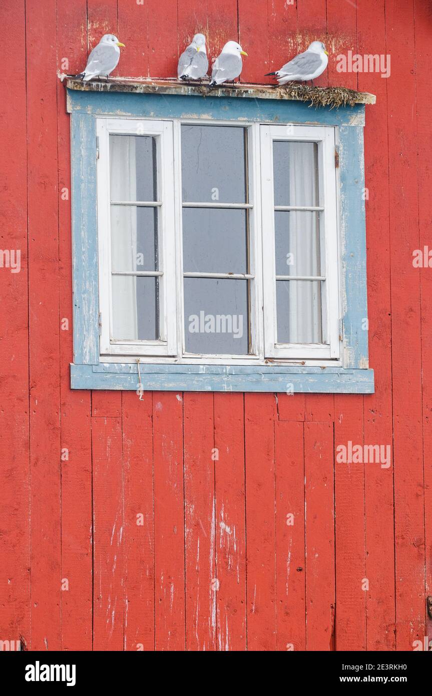 Seagull on top of building wall hi-res stock photography and images - Alamy