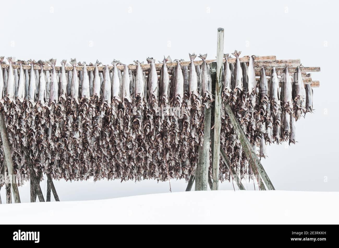 Stockfish is preserved by drying fish hi-res stock photography and ...