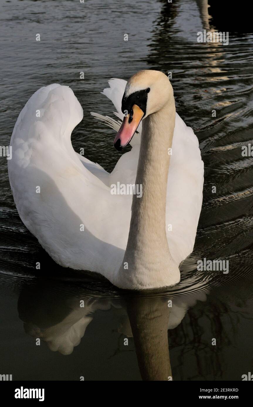 Curled wings hi-res stock photography and images - Alamy