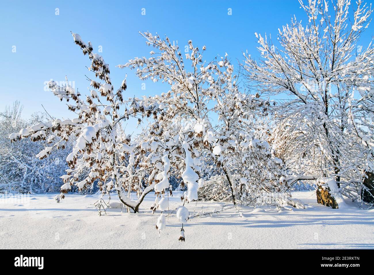 Winter park in snow. Beautiful winter trees branches with a lot of snow ...