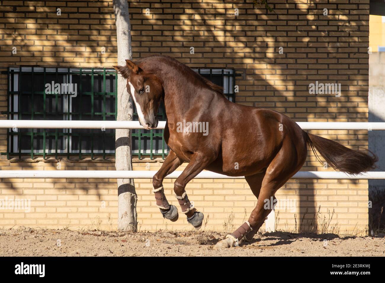 Chestnut mare hi-res stock photography and images - Alamy