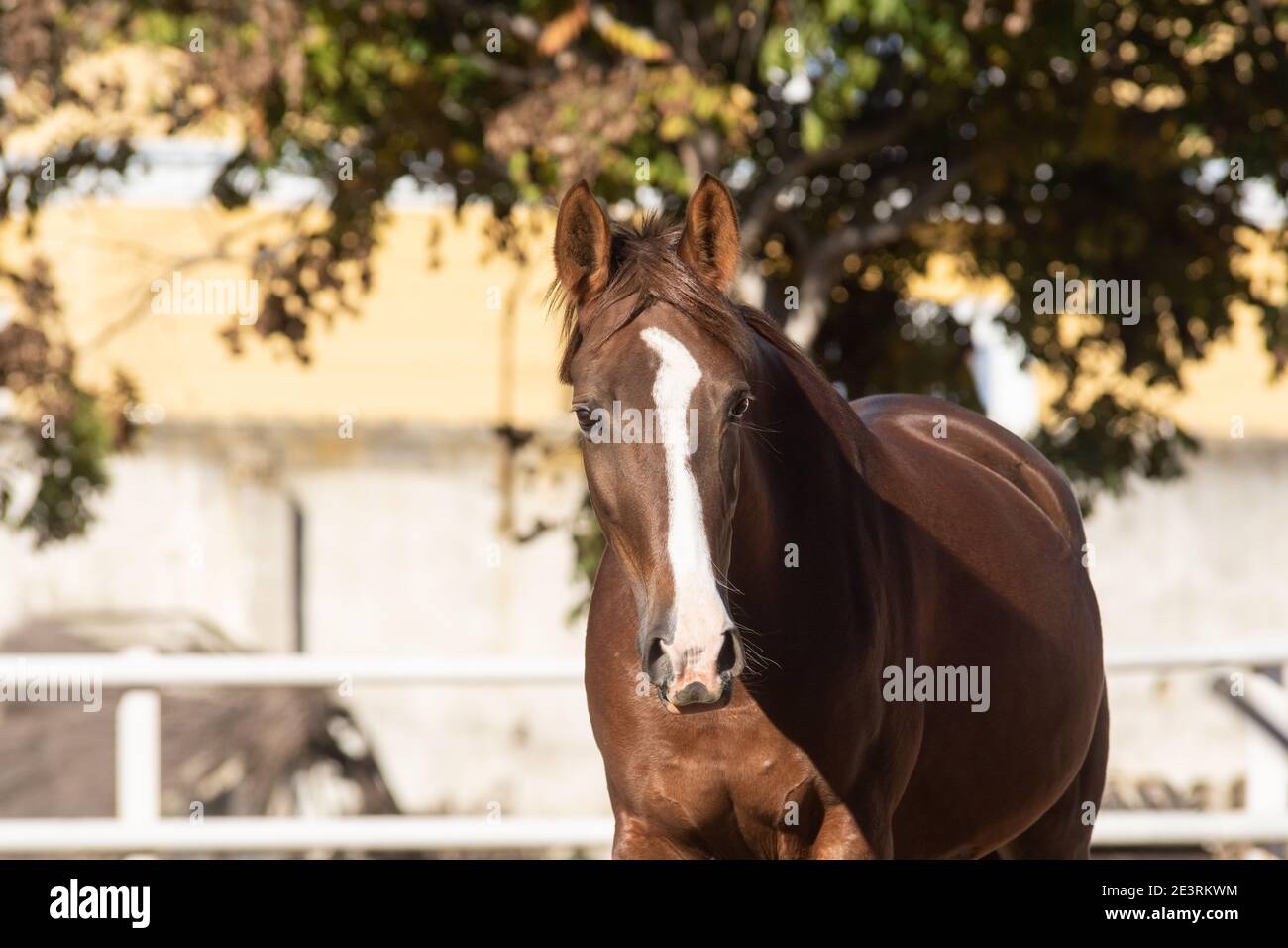 Outdoor people portrait posed hi-res stock photography and images - Alamy