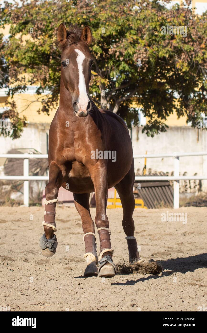 Chestnut mare hi-res stock photography and images - Alamy