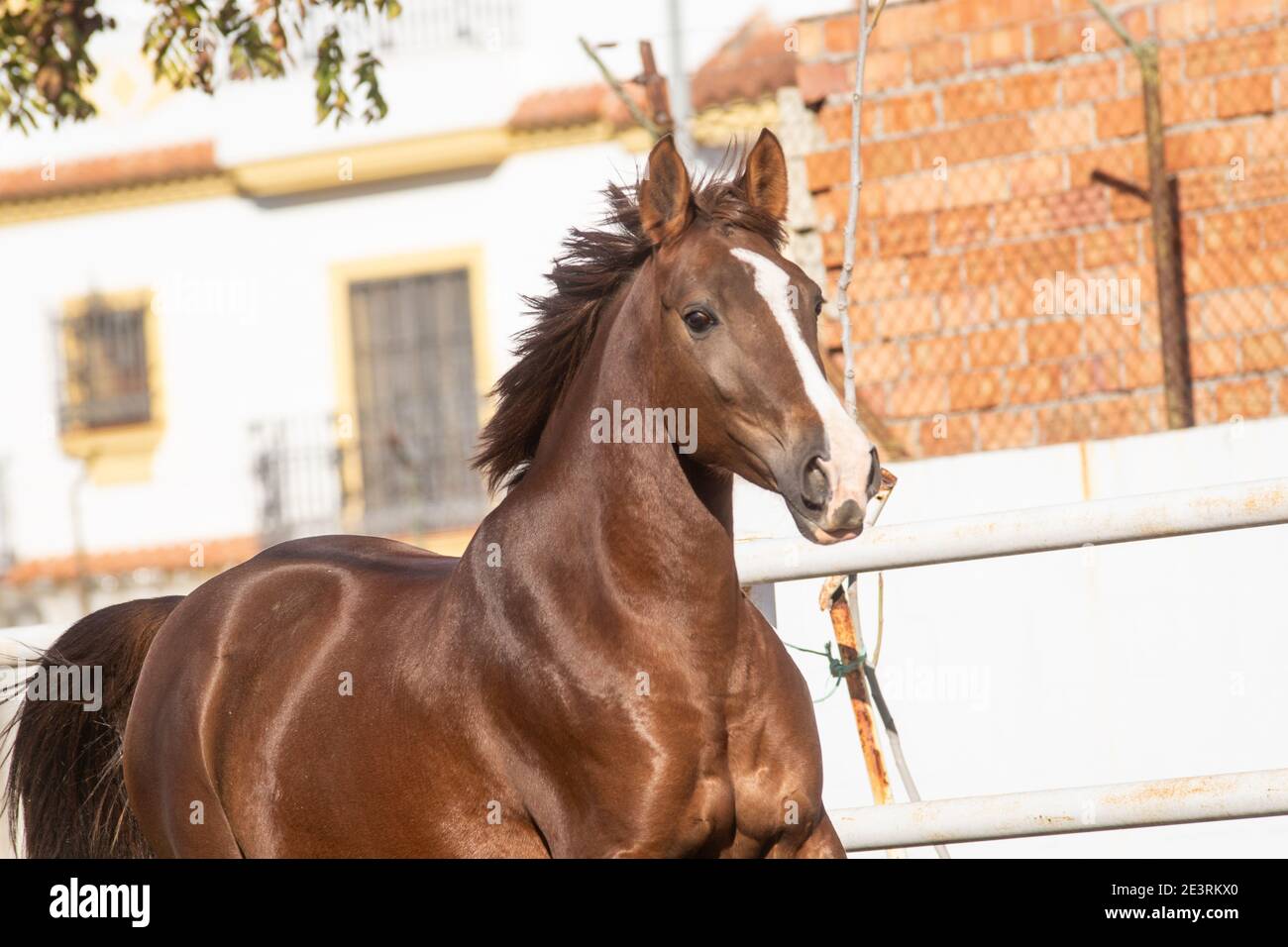 Face portrait of a young chestnut mare with blaze enjoying the freedom ...