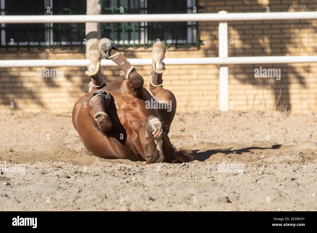 Horse belly hi-res stock photography and images - Alamy
