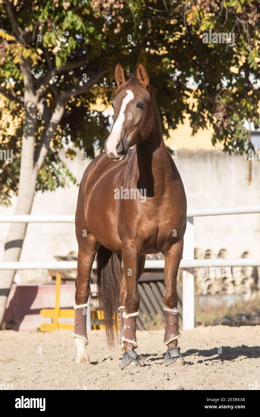 Beautiful young chestnut mare with blaze standing on the sand Stock ...