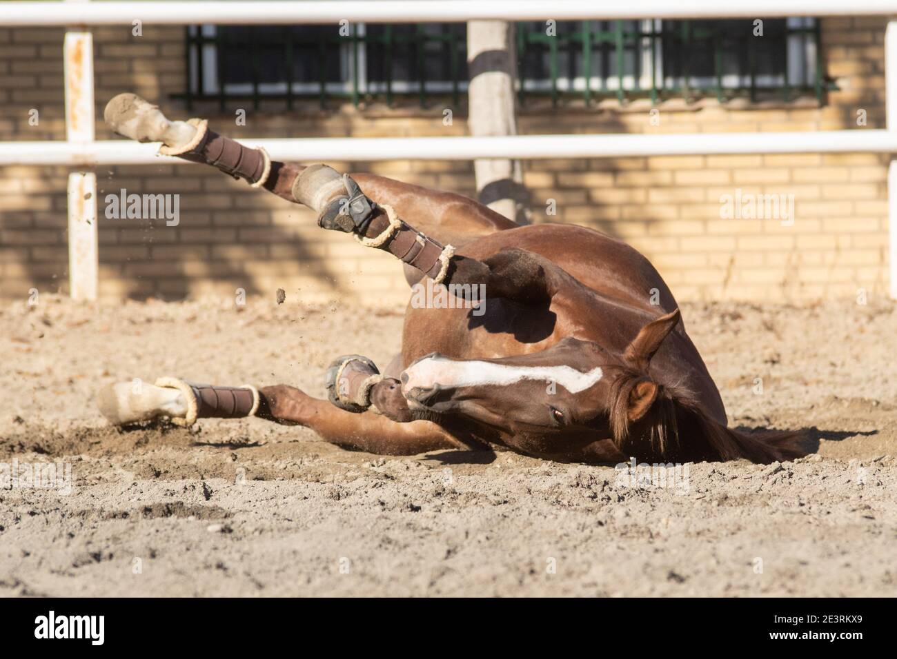 Horse belly hi-res stock photography and images - Alamy