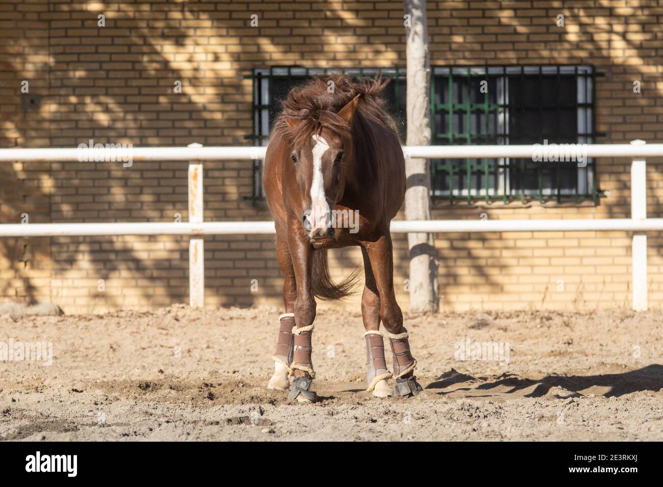 Happy young chestnut mare shaking sand after wallowing Stock Photo - Alamy