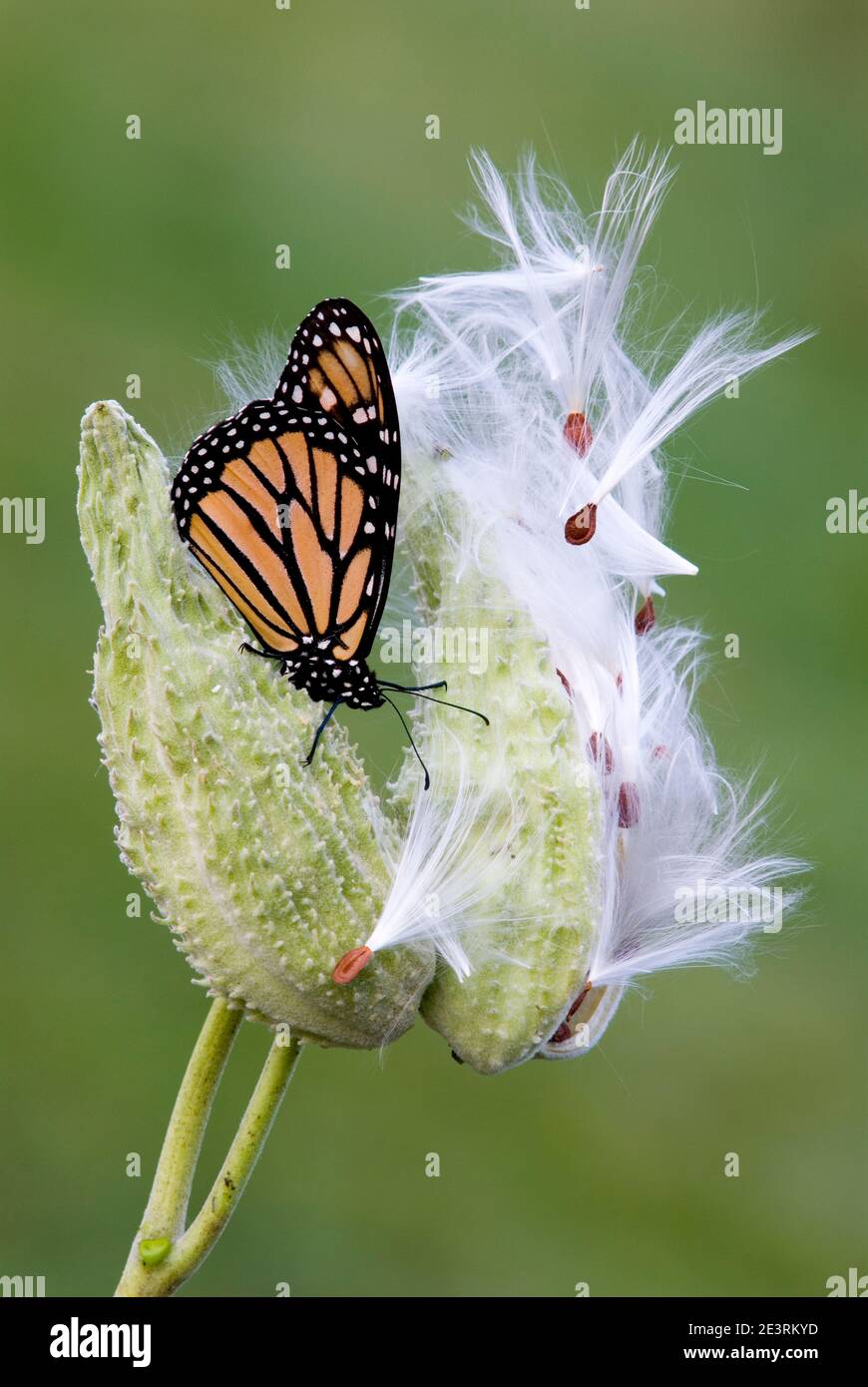 Monarch Butterfly (Danaus plexippus) on Common Milkweed seed pods ...