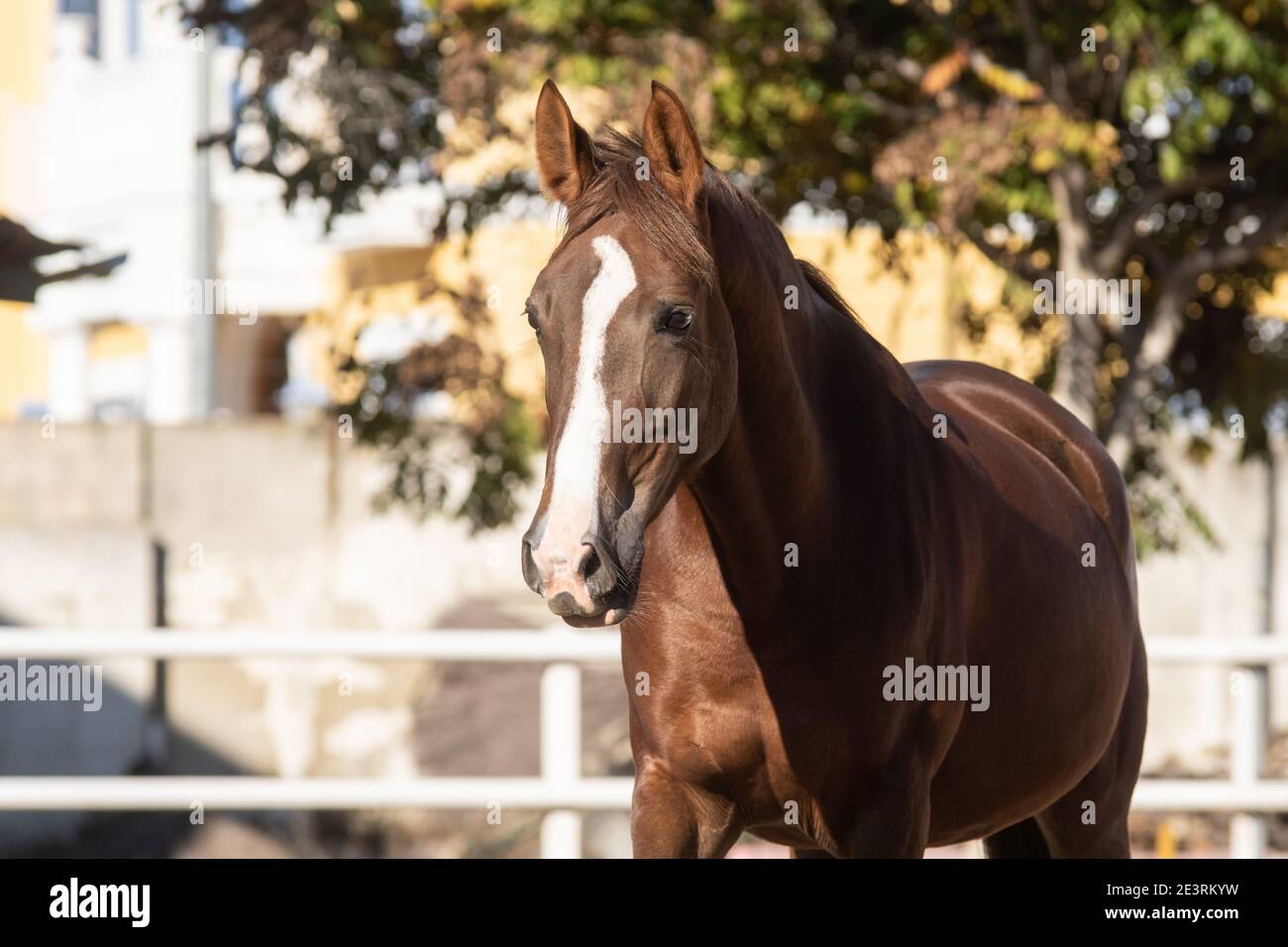Face portrait of a young chestnut mare with blaze enjoying the freedom ...
