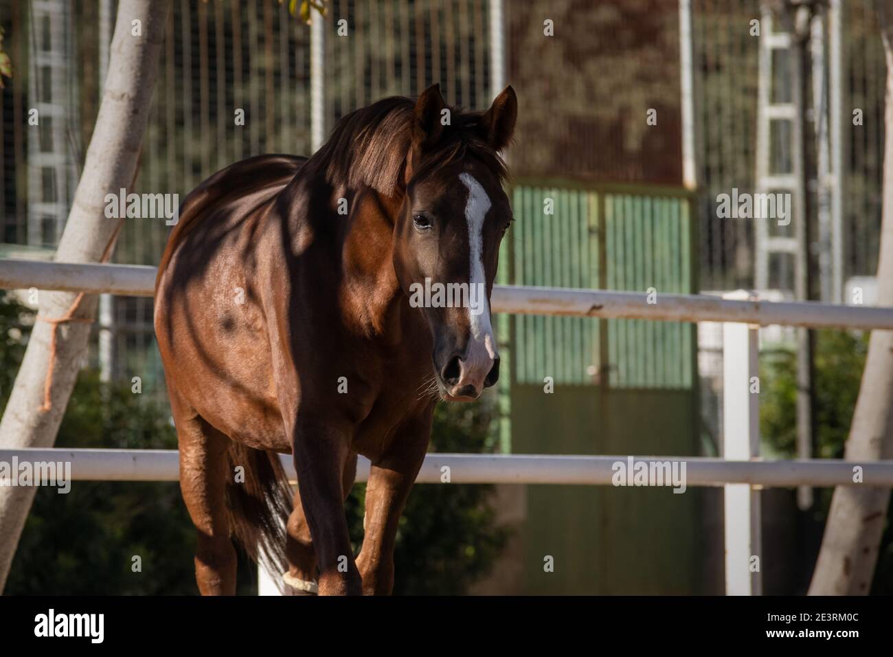 Face portrait of a young chestnut mare with blaze enjoying the freedom ...