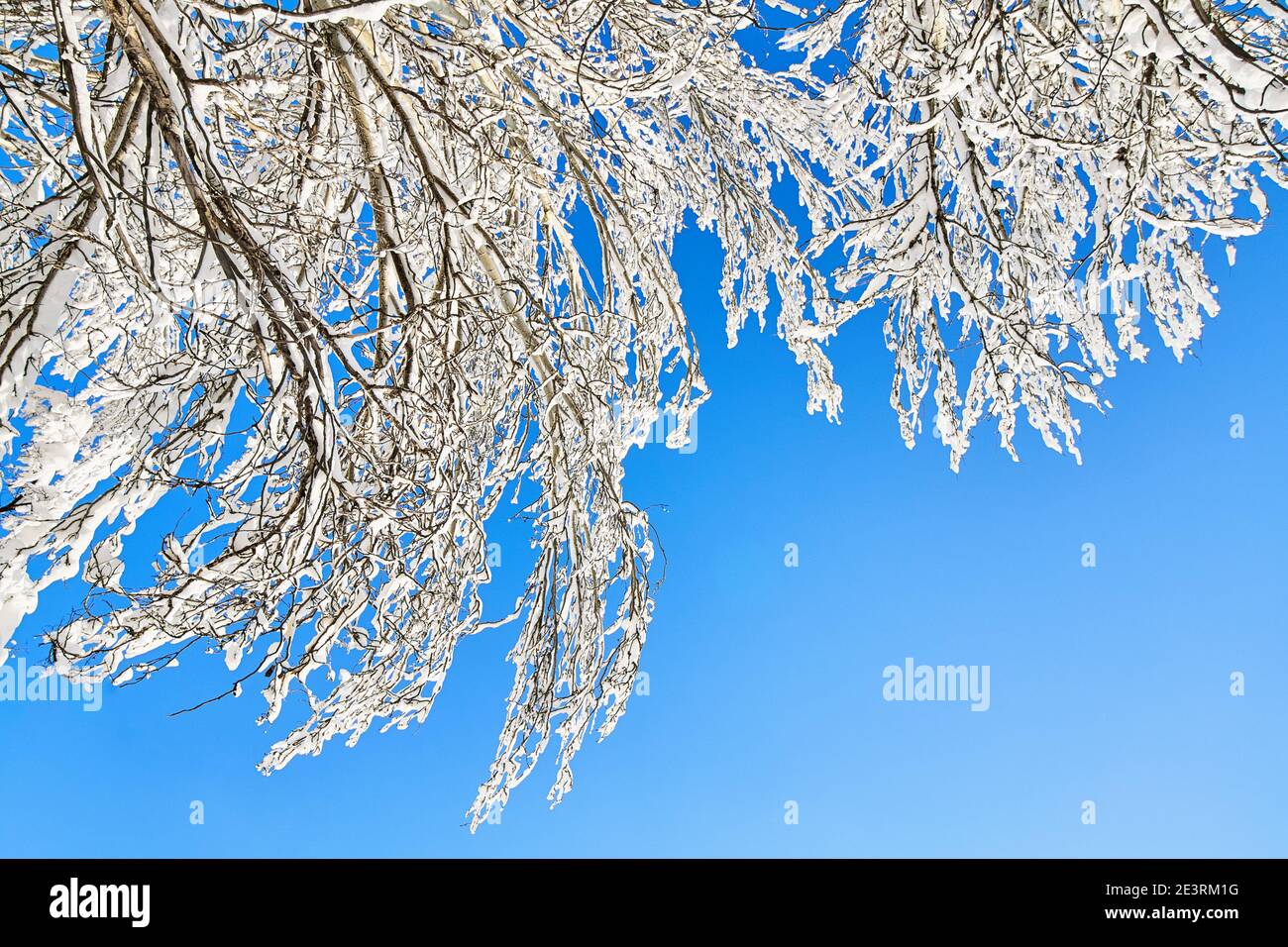 Winter tree in snow on blue sky background. Snow covered trees Stock ...