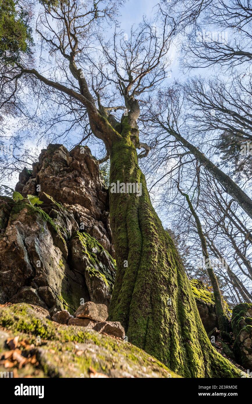Old twisted grown tree without foliage on a stone rock mountain with ...