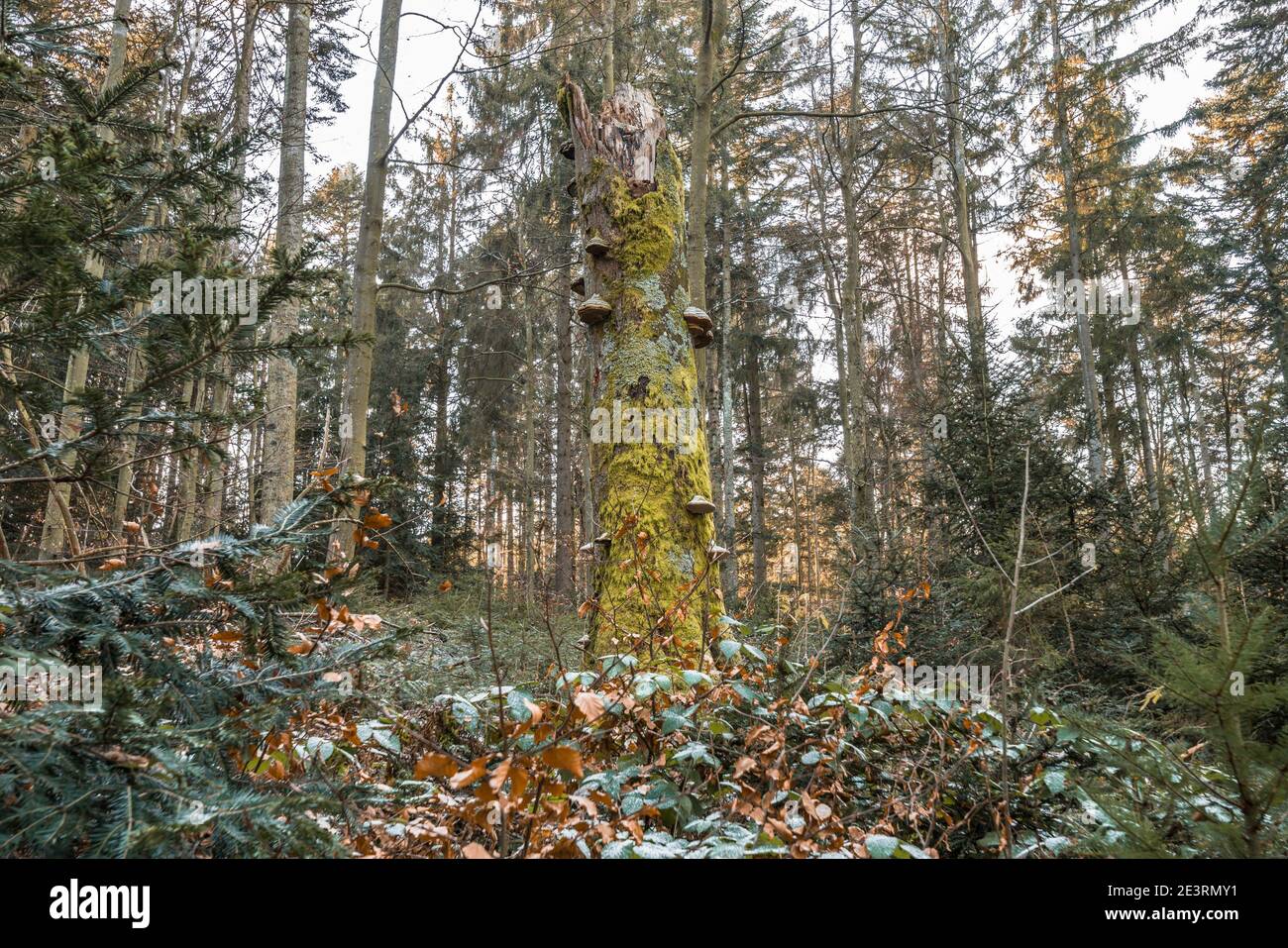 Dead tree overgrown with moss and tree fungi hi-res stock photography ...