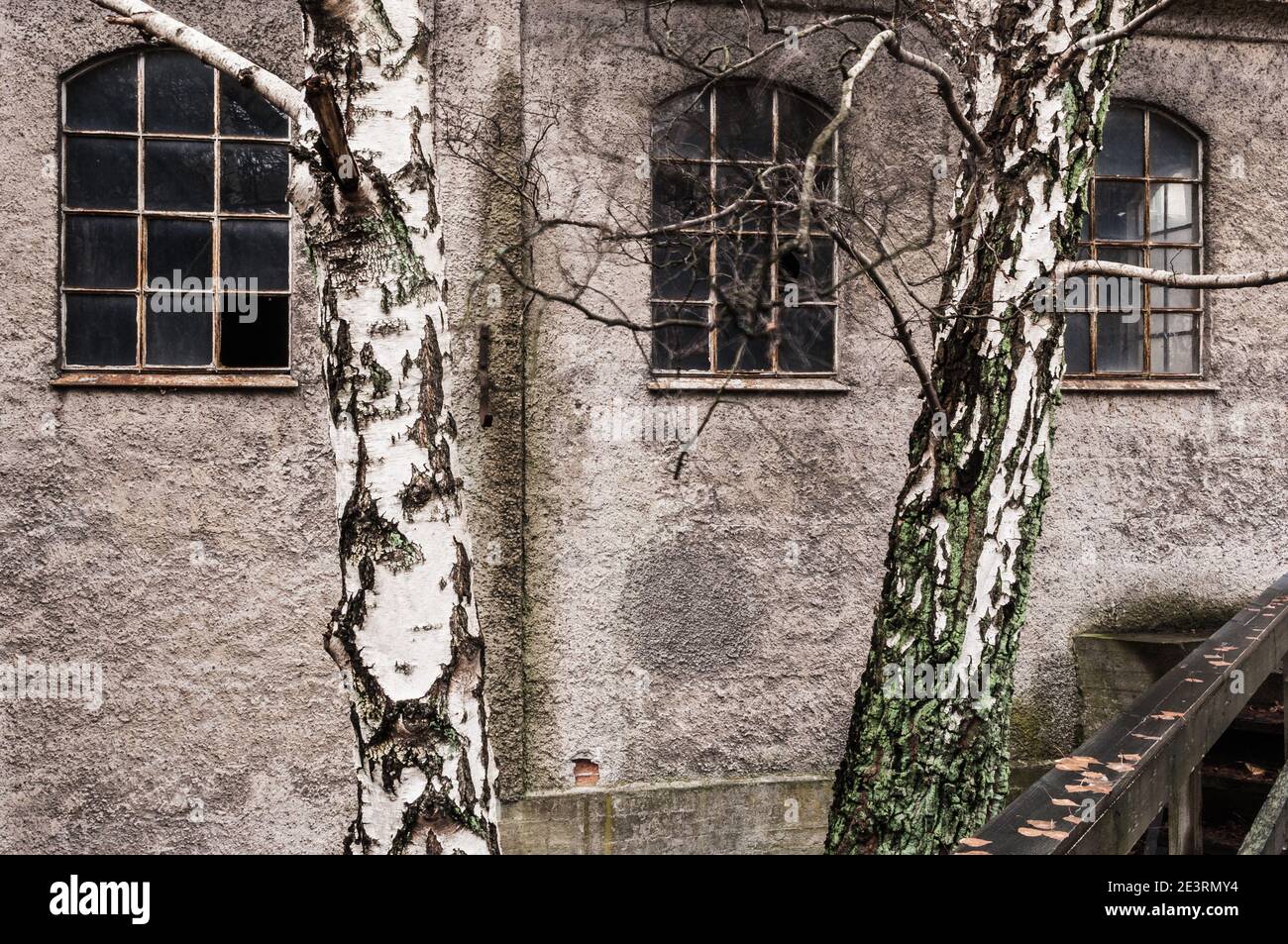 Birch trees in front of abandoned building with windows Stock Photo - Alamy