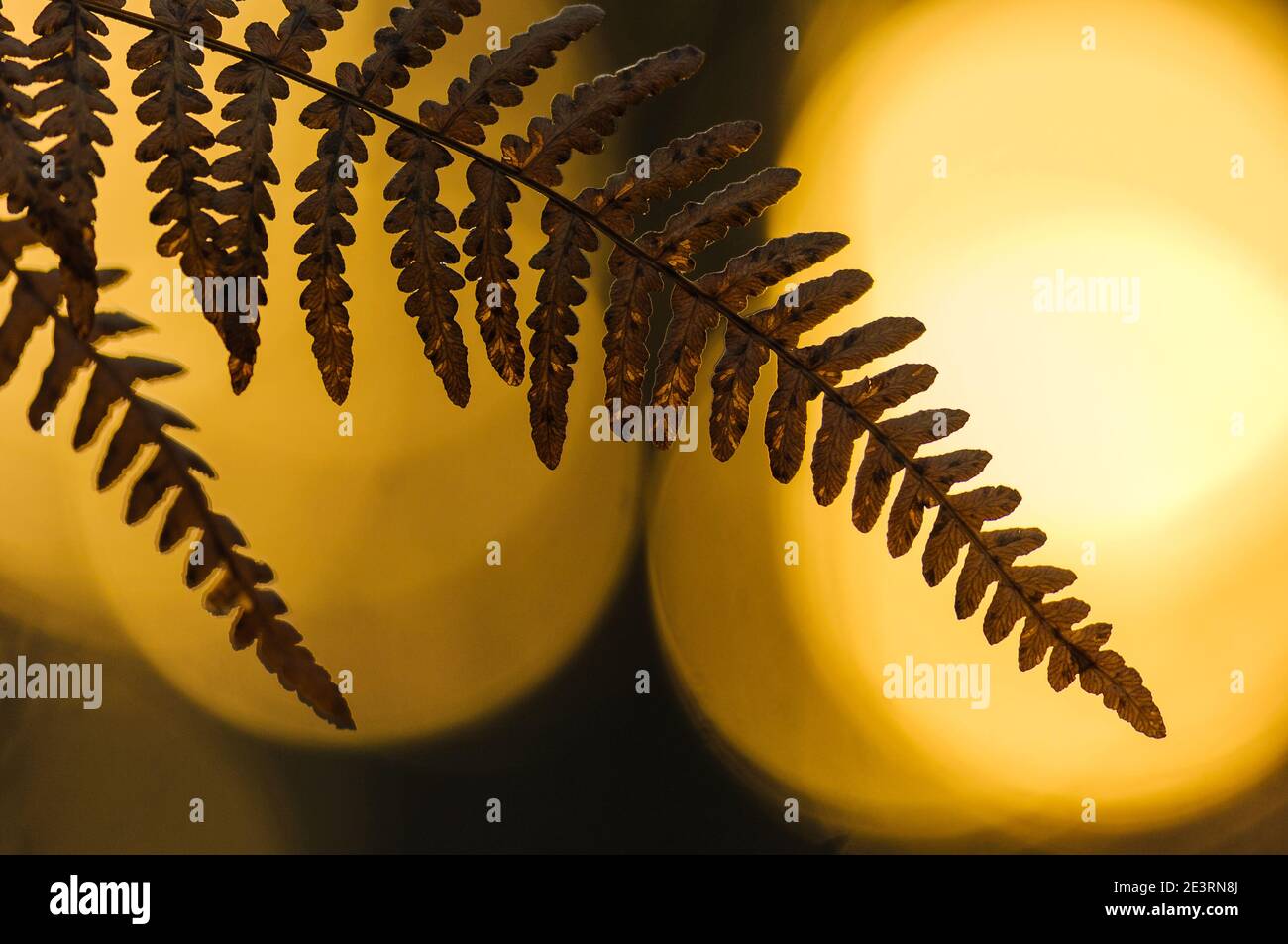 Fern leaf at sunset, Sweden Stock Photo - Alamy