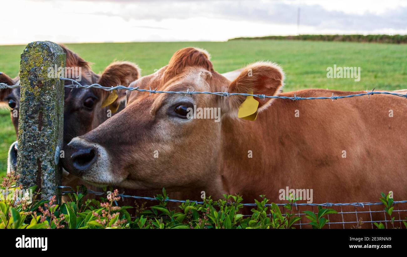 Cow peering through the fence Stock Photo - Alamy