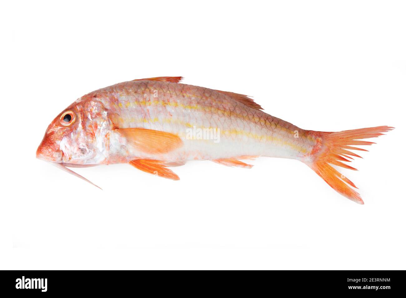 Fresh Striped Red Mullet High Resolution Stock Photography and Images ...