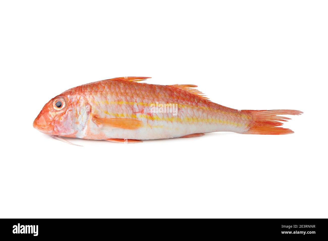 Fresh Striped Red Mullet High Resolution Stock Photography and Images ...