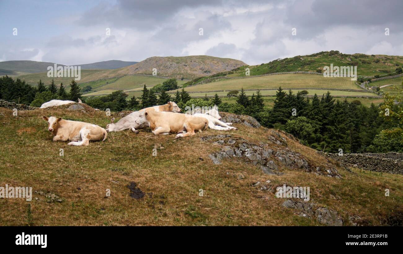 Cumbrian cattle hi-res stock photography and images - Alamy