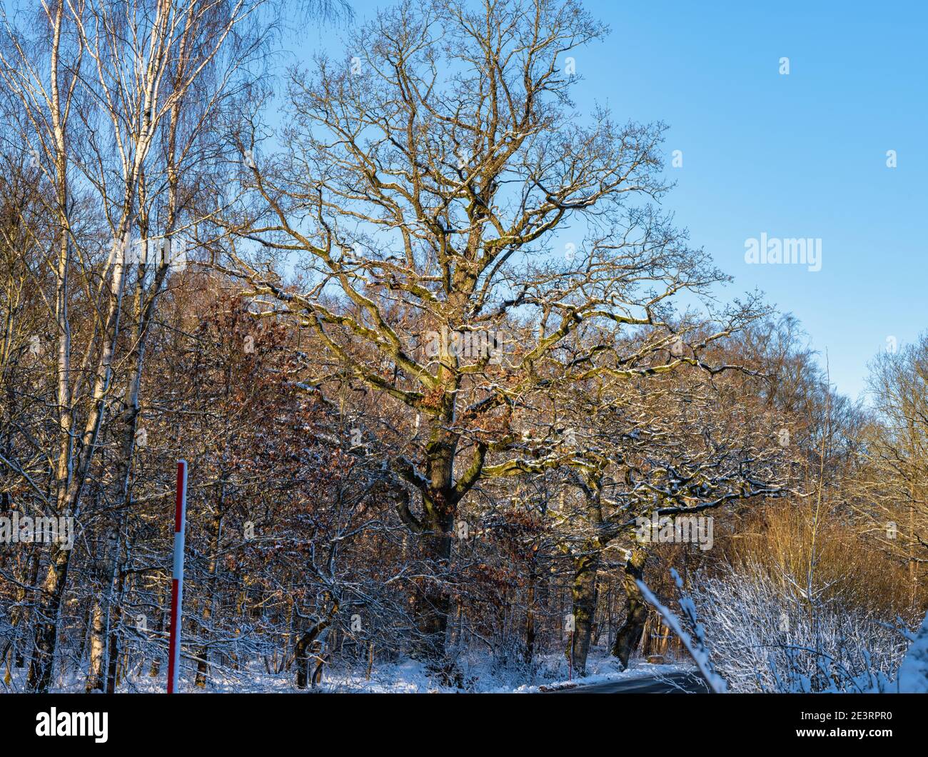 A tree covered in snow a crispy cold winter day in a forest. Picture ...