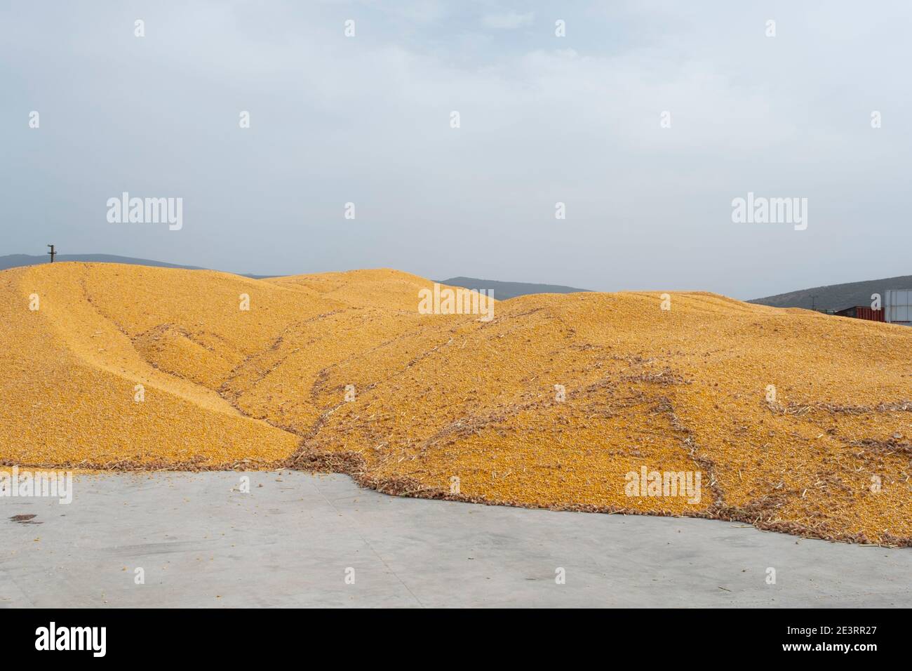pile of corn after harvest Stock Photo - Alamy