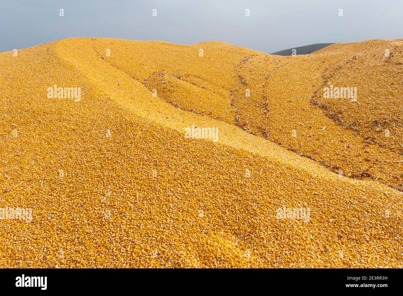 pile of corn after harvest Stock Photo - Alamy